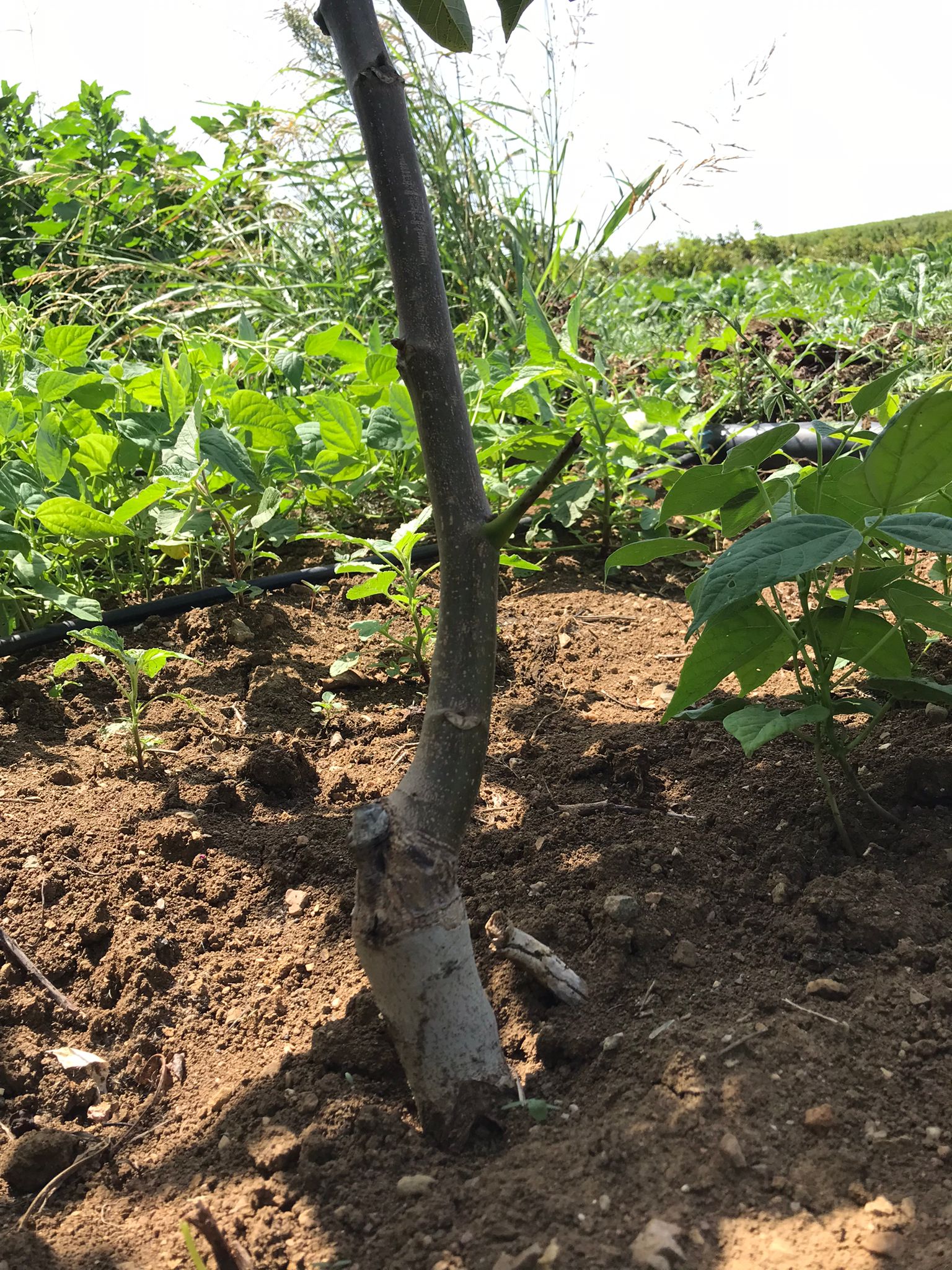 Sapling Grafting - Bas Nursery