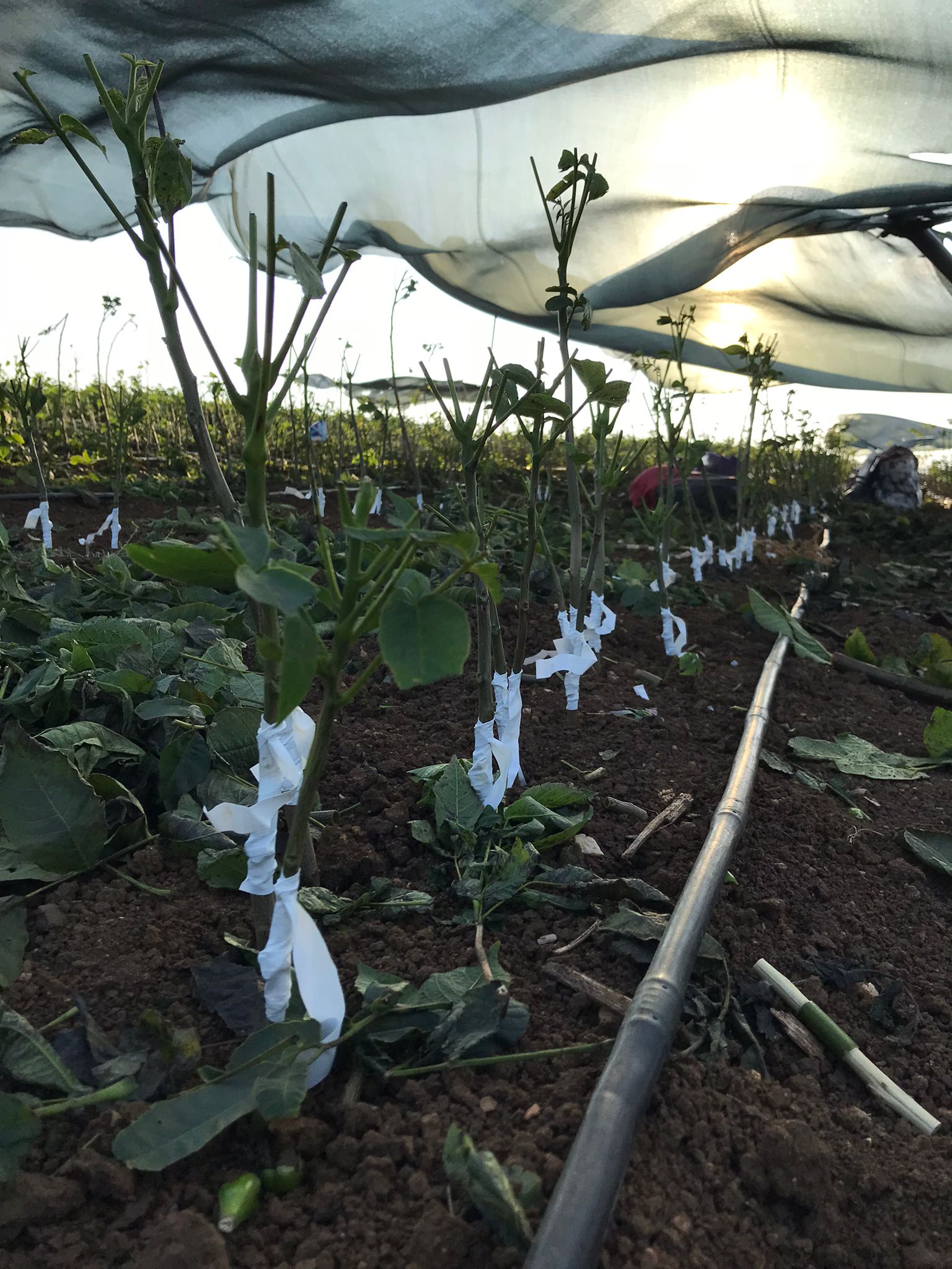 Sapling Grafting - Bas Nursery