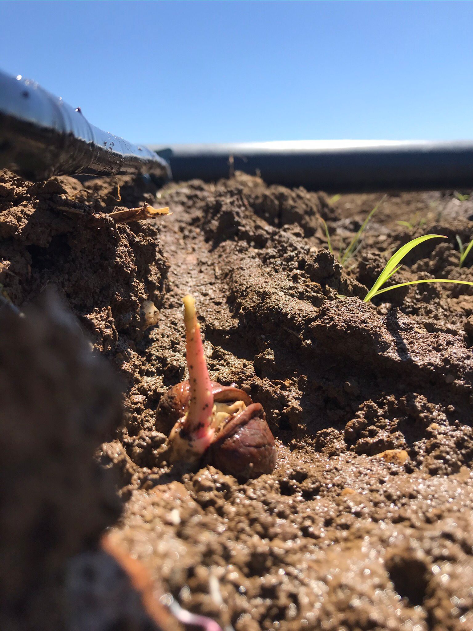Walnut Planting - Bas Nursery